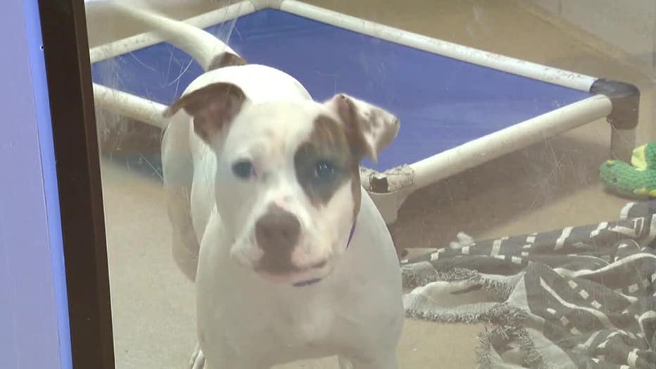 Missing pet scams: Wisconsin officials warn pet owners | FOX6 Milwaukee