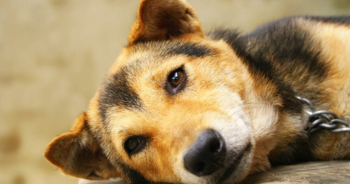 Austin Animal Center seeing rise in canine distemper cases | FOX 7 Austin