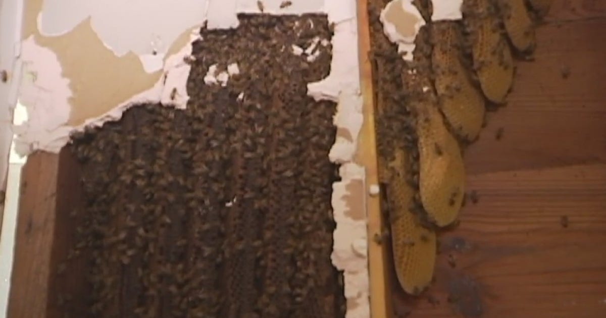 Austin 'Bee Czar' helps rescue bees living in abandoned Martindale ...