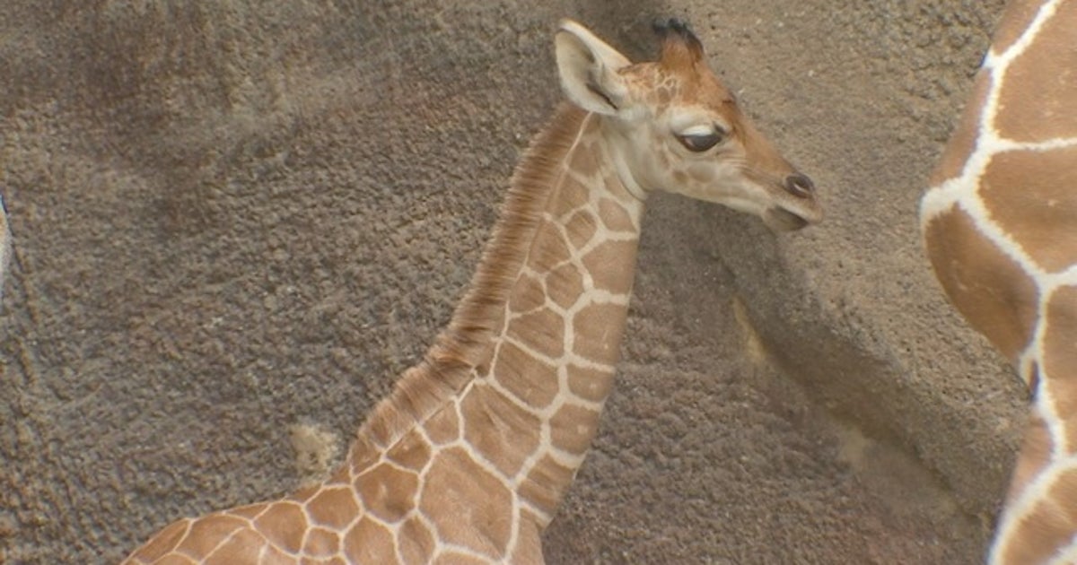 Baby giraffe, Beau, makes debut at Philadelphia Zoo | FOX 7 Austin