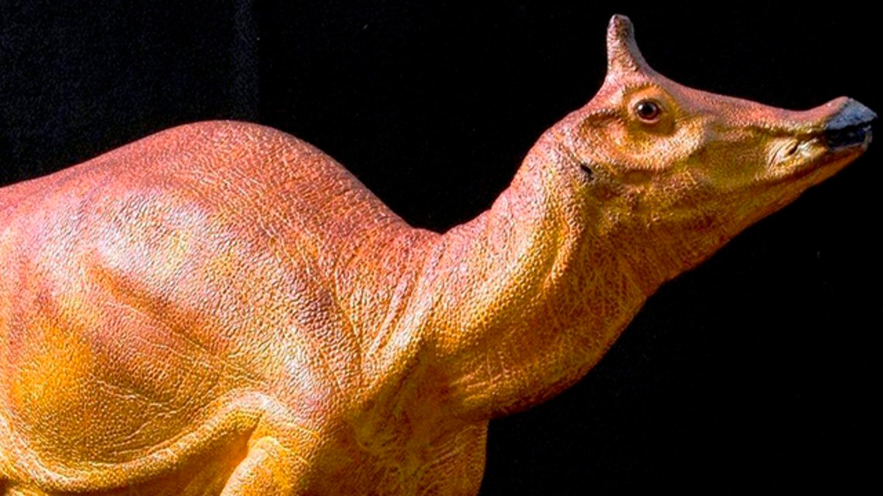 After 66 million years, creature wins state dinosaur honor | FOX 7 Austin