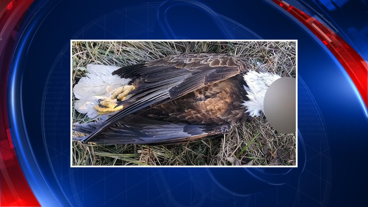 Bald eagle found shot to death in North Carolina | FOX 7 Austin