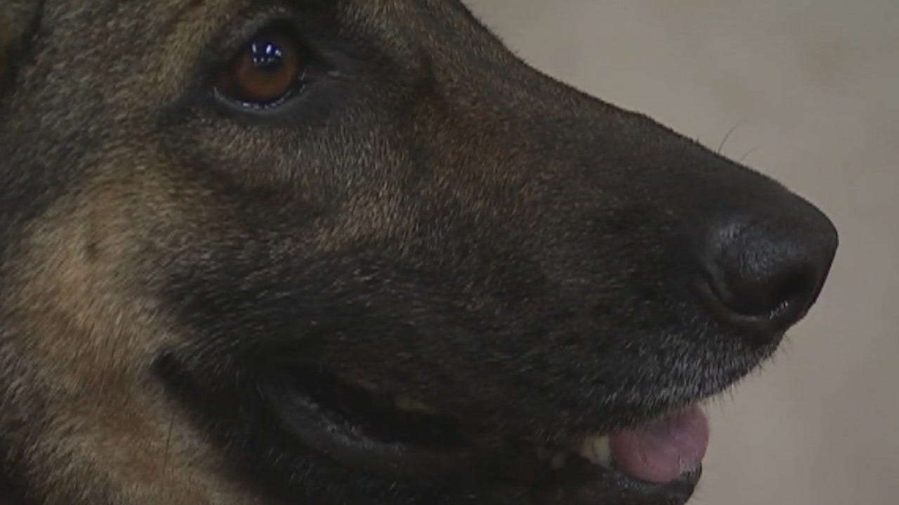 Dogs graduate from K9 training with Texas DPS | FOX 7 Austin