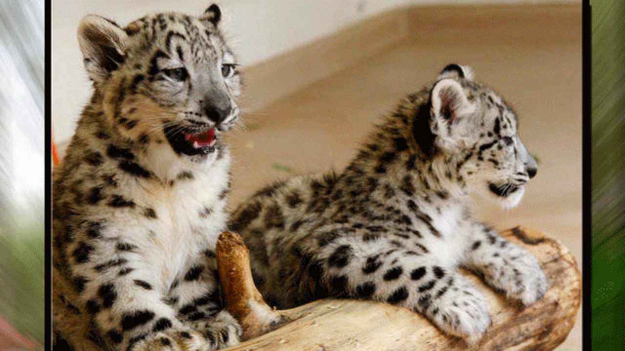Leopard cats likely domesticated in Ancient China