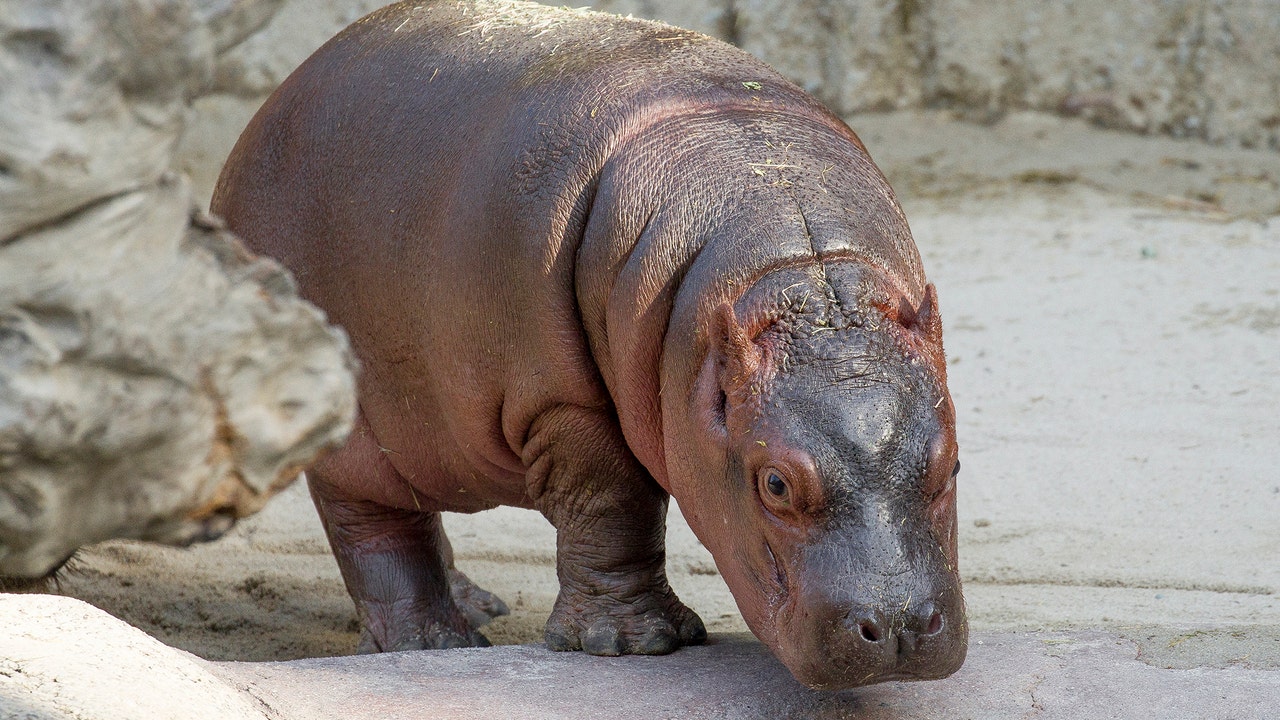 Baby boy hippo welcomed at San Diego Zoo | FOX 7 Austin