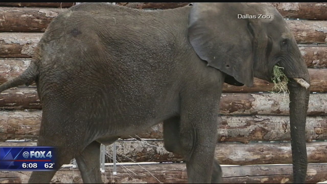 Dallas Zoo welcomes five African elephants | FOX 7 Austin