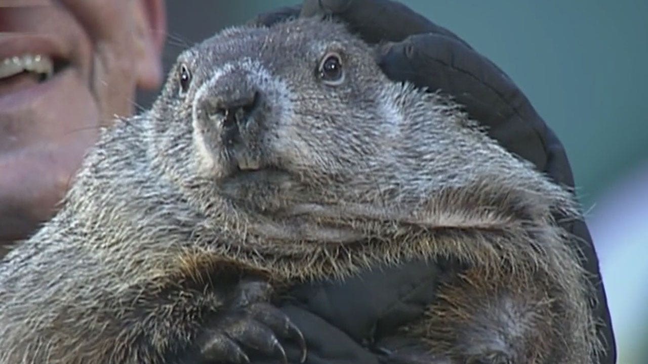 Early spring? Groundhogs fail to see shadows | FOX 7 Austin