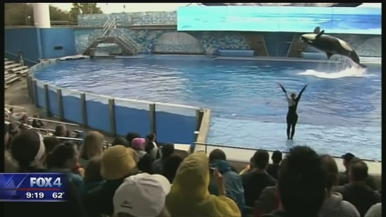 Texas teachers can now get free admission to SeaWorld San Antonio