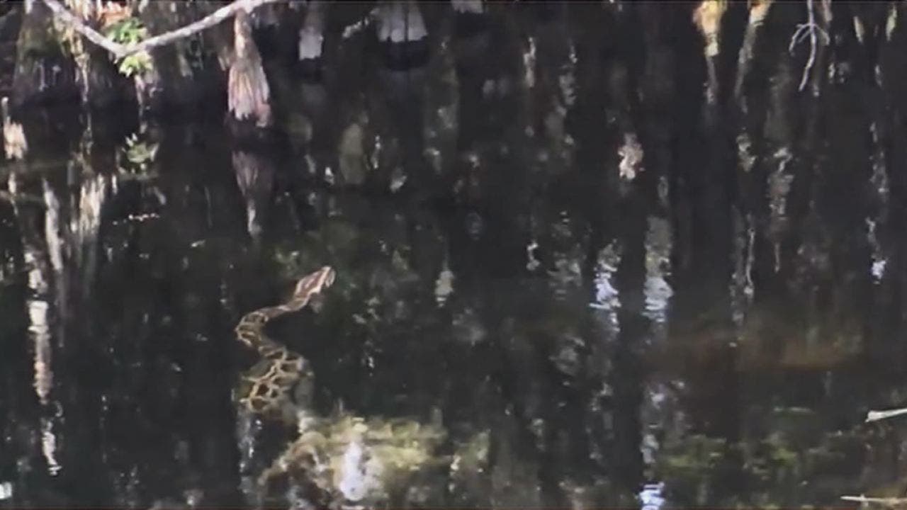 VIDEO: Burmese python fights alligator in Big Cypress swamp