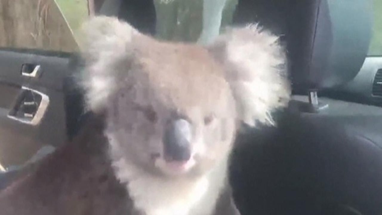 'Feisty' koala sneaks into Australian man's car to 'enjoy the AC ...