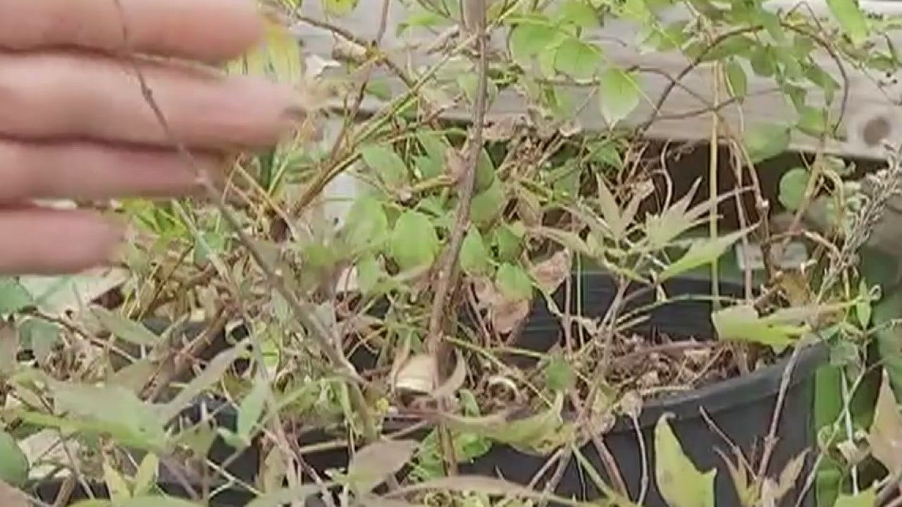 Your Garden: Frost bitten plants | FOX 7 Austin