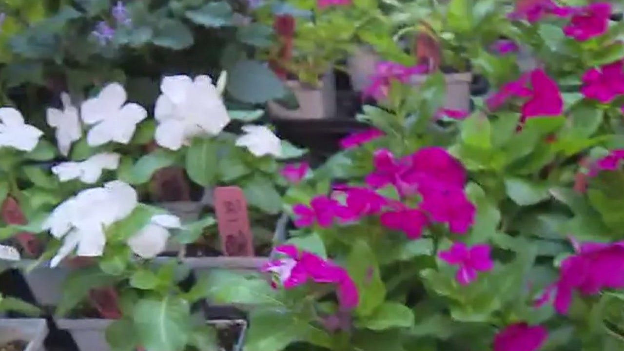 Your Garden: Plants to plant now