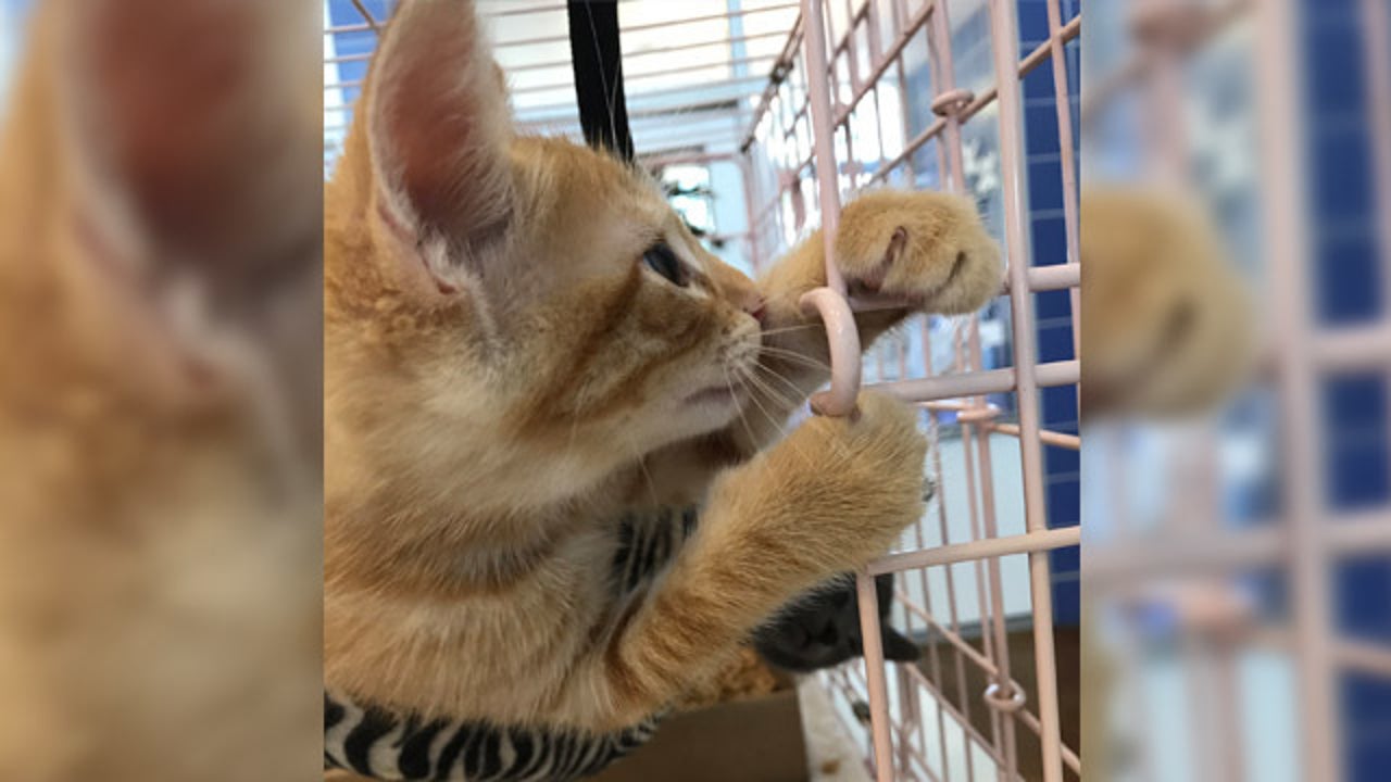 Free cats and kittens at Austin Animal Center | FOX 7 Austin