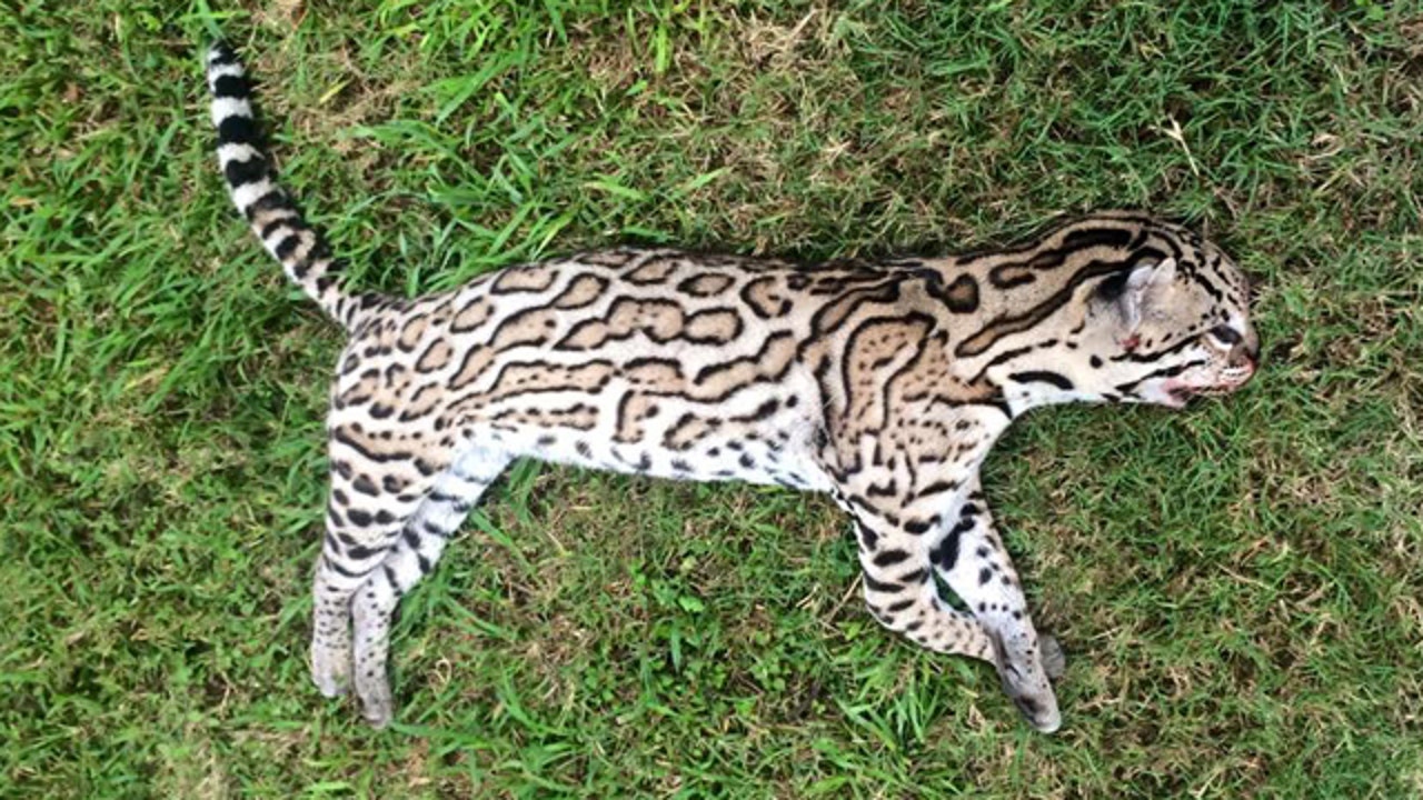 Endangered Ocelot apparently struck by vehicle | FOX 7 Austin