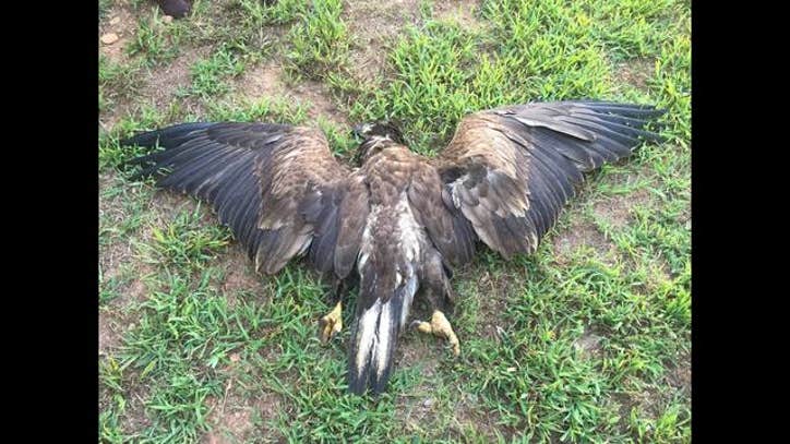 Bald Eagle Dies by Gun Shot | FOX 7 Austin