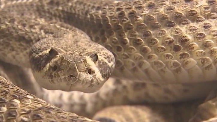 Several venomous snakes spotted in Austin area | FOX 7 Austin