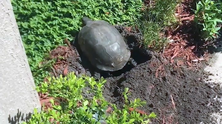 Protected gopher tortoise lays eggs in Florida family's front porch ...