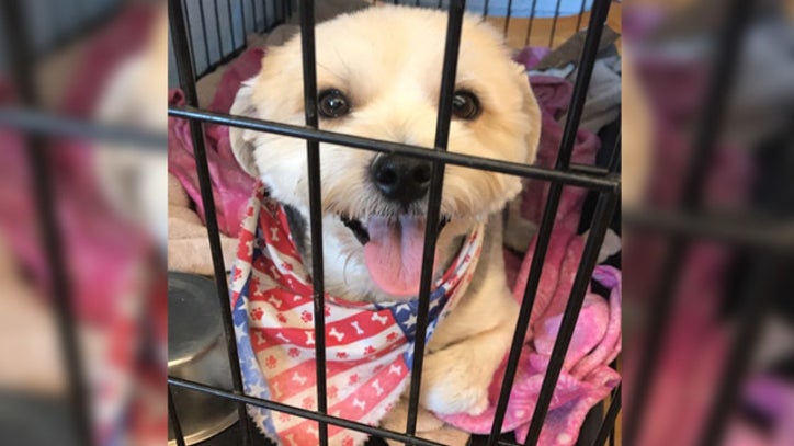 Austin animal shelters offer "Name Your Price" adoptions this weekend ...