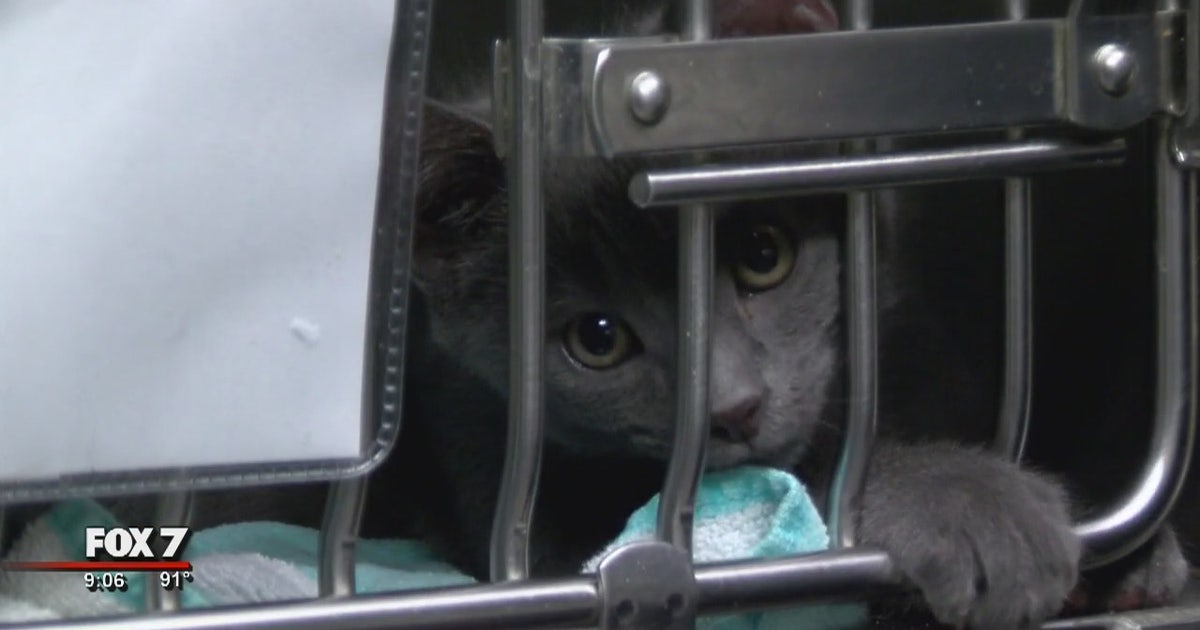 Austin Humane Society takes on animals from New Orleans | FOX 7 Austin