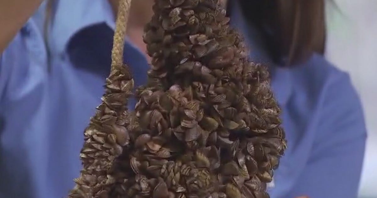 TPWD: Zebra mussels have infested 17 Texas lakes | FOX 7 Austin