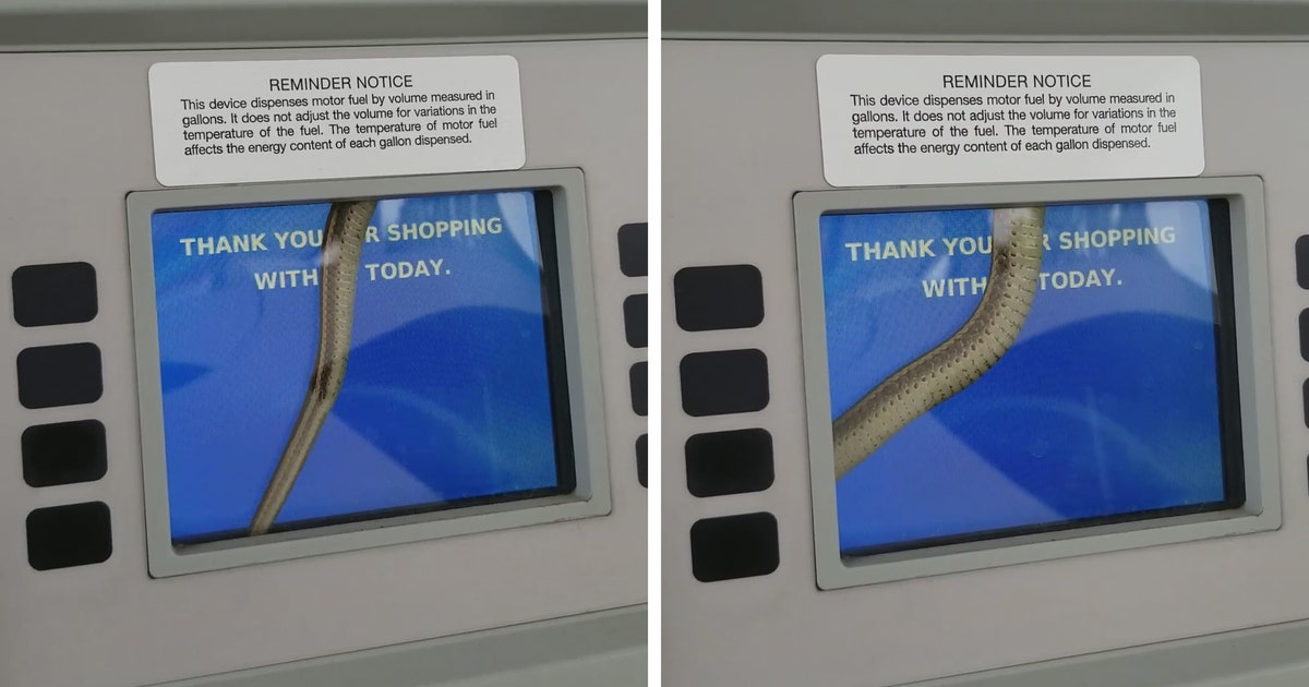 Snake inside pump surprises customer getting gas | FOX 7 Austin