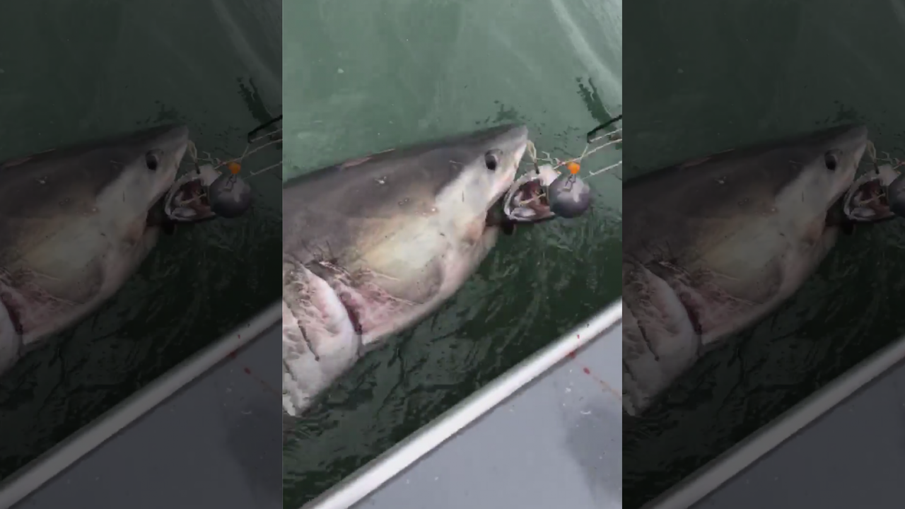 Fishermen snag great white shark near Alcatraz Island: 'It was like ...
