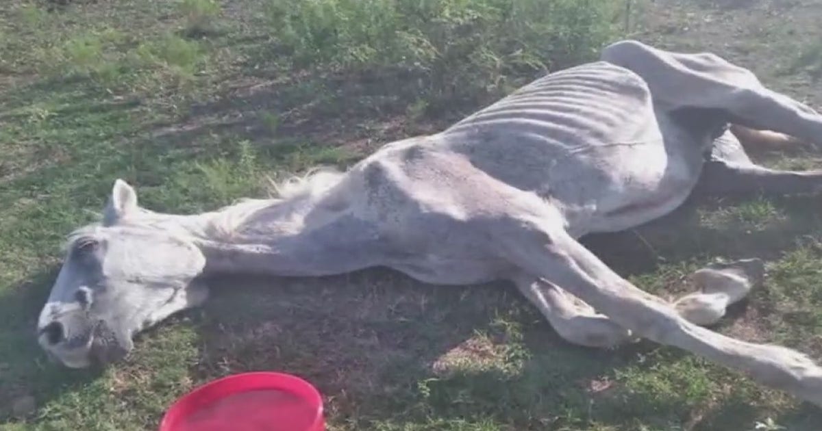 Humane Society encourages Bastrop County Sheriff to investigate ...