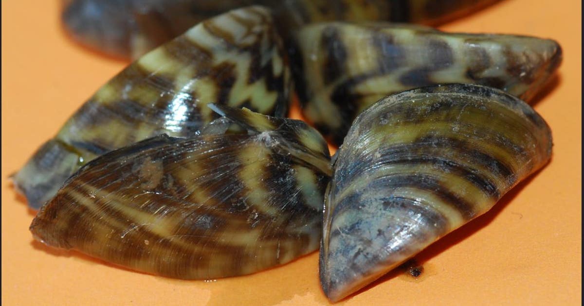 TPWD urges boaters to "clean, drain, dry" to stop invasive species ...