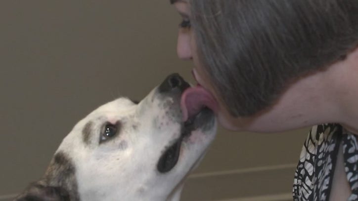 Animal cruelty cases on the rise, but so are charges against abusers ...