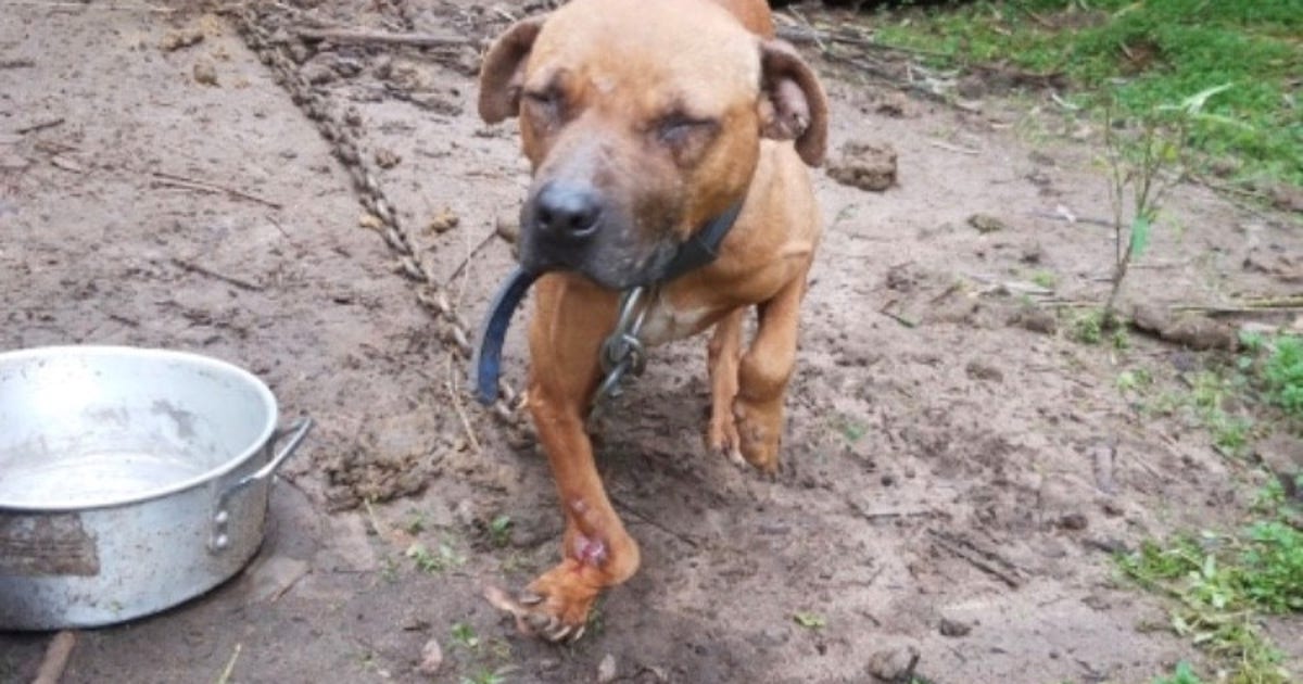 More than 150 dogs rescued in dogfight ring bust in middle Georgia ...