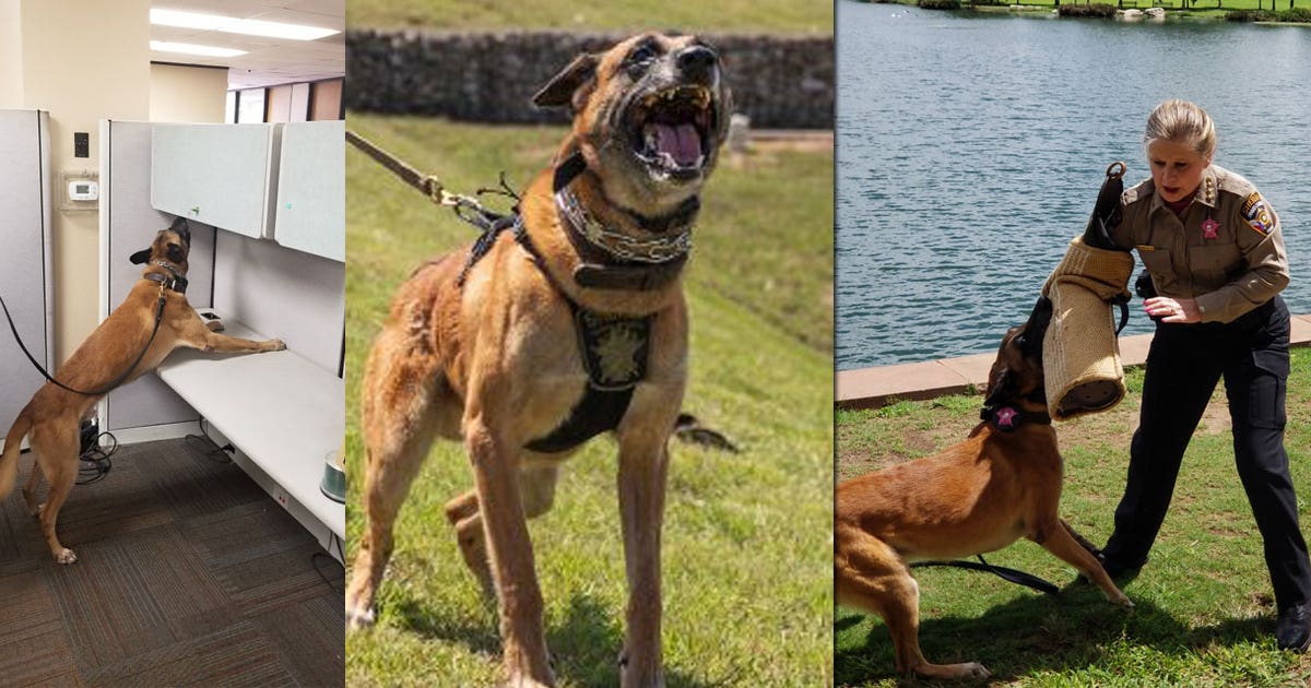 TCSO retires K9 Steele, welcomes new K9s Shadow and Radar | FOX 7 Austin
