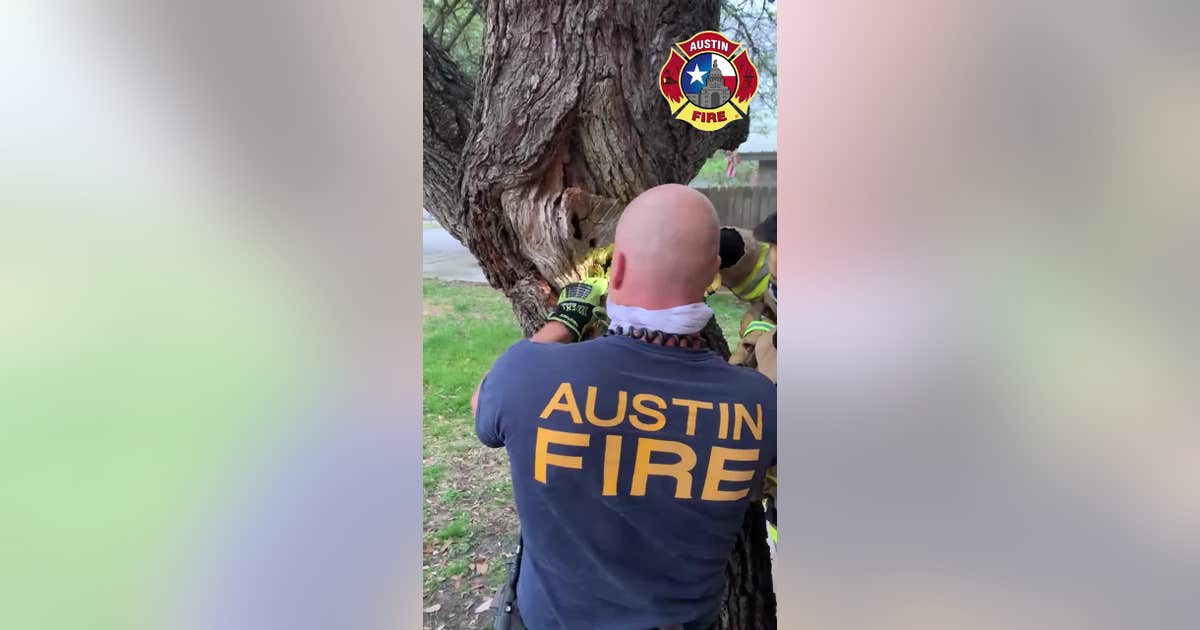'NOT an April Fools' Day joke': AFD saves squirrel stuck in tree | KTVU ...