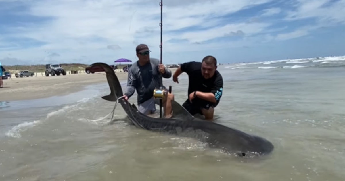 Texas man catches 9.5-foot tiger shark with the help of a drone | FOX 7 ...