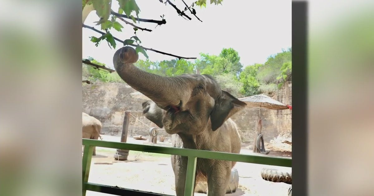 Lucky, one of the oldest elephants in the US, dies at San Antonio Zoo ...