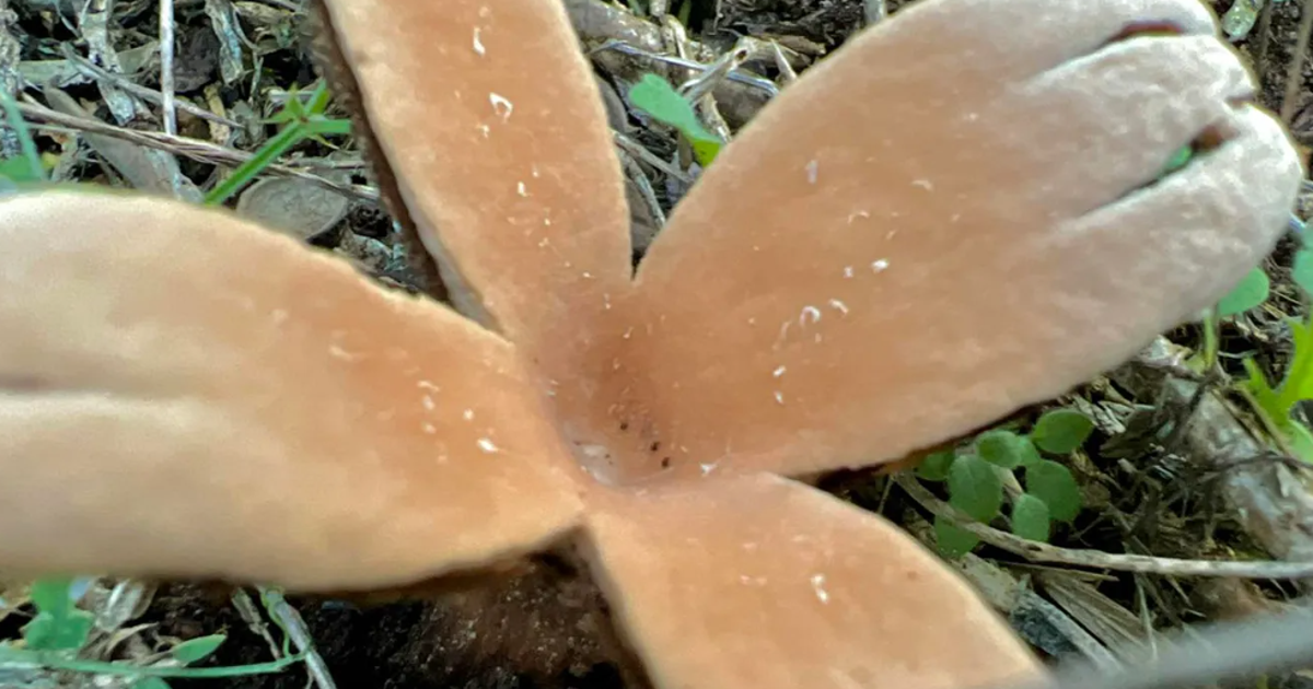 See the rare 'Devil's Cigar' hissing mushroom spotted at Texas state ...
