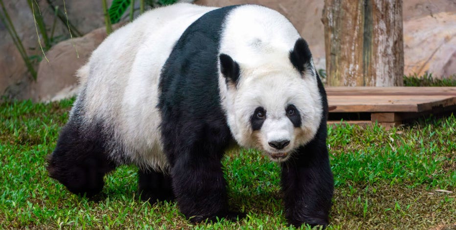 Panda Energy Dallas Texas