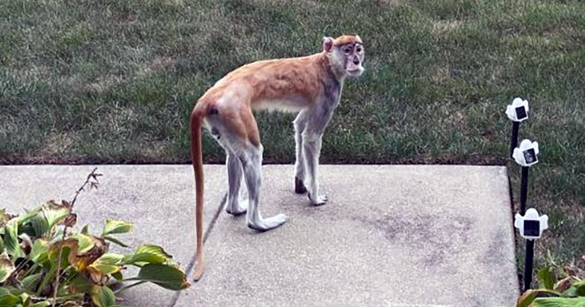 ‘Momo’ the monkey captured after running loose through Indiana ...
