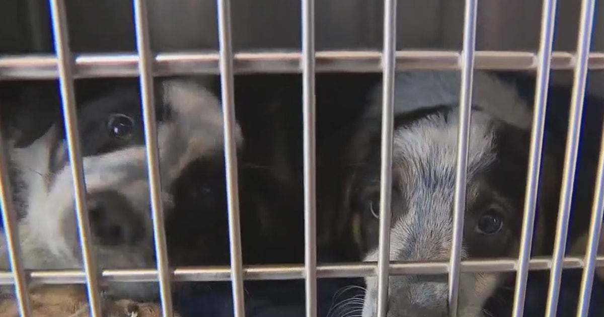 WilCo Regional Animal Shelter partners with Petco to find pets homes ...