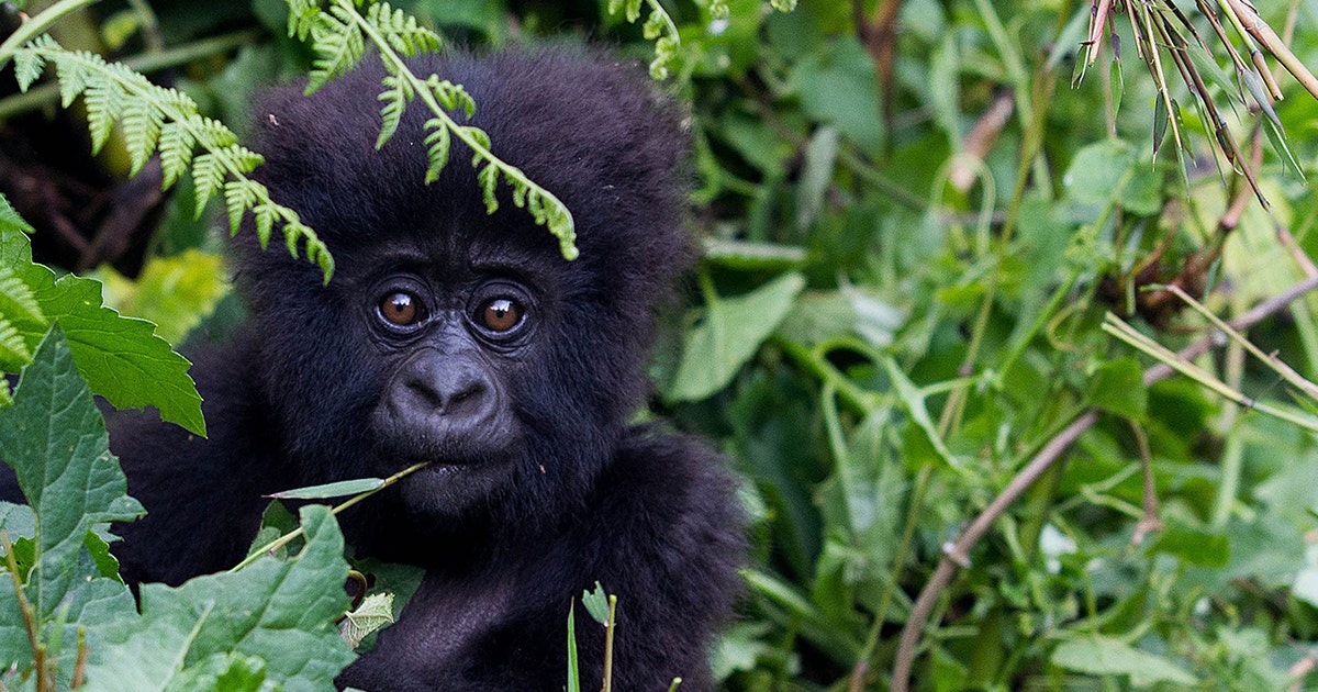 The Endangered Species Act turns 50: A reflection on its mixed legacy ...