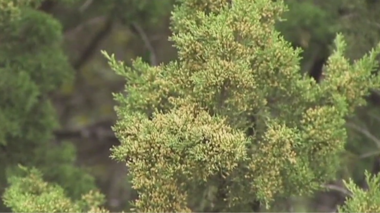 Cedar Fever Why Is It So Bad In Texas Fox 7 Austin