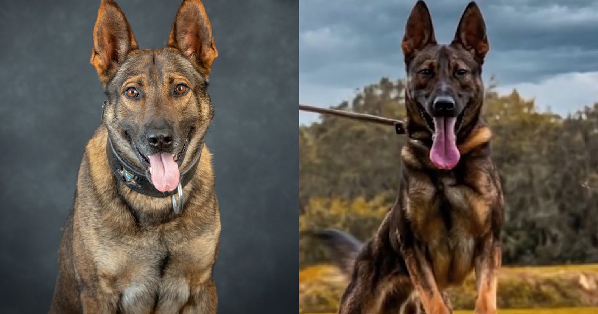 Florida K-9 deputy dies after being shot during Marion County shootout ...