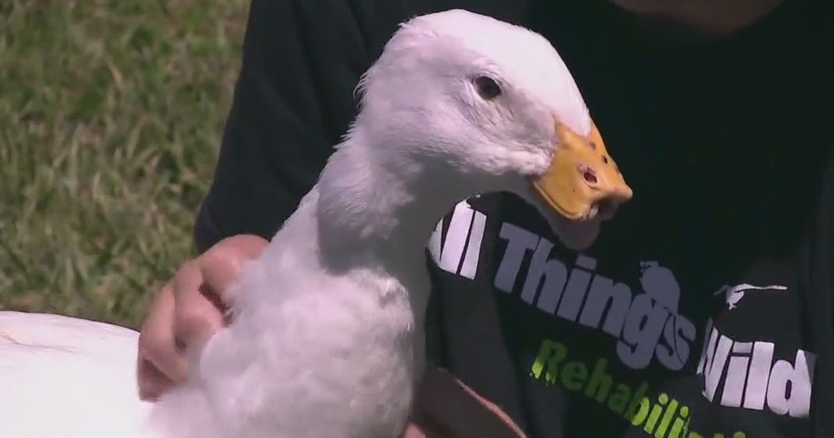 Polly the Duck to get new 3D-printed prosthetic bill | FOX 7 Austin