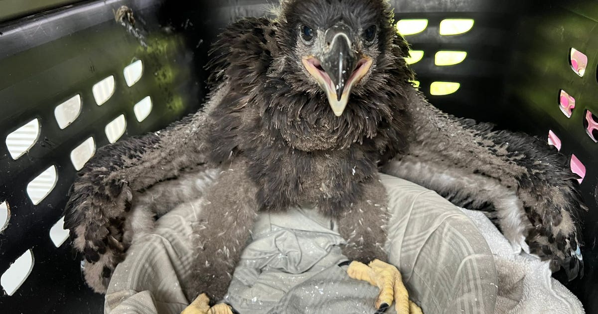 Baby bald eagle rescued after falling from nest during storms | FOX 7 ...