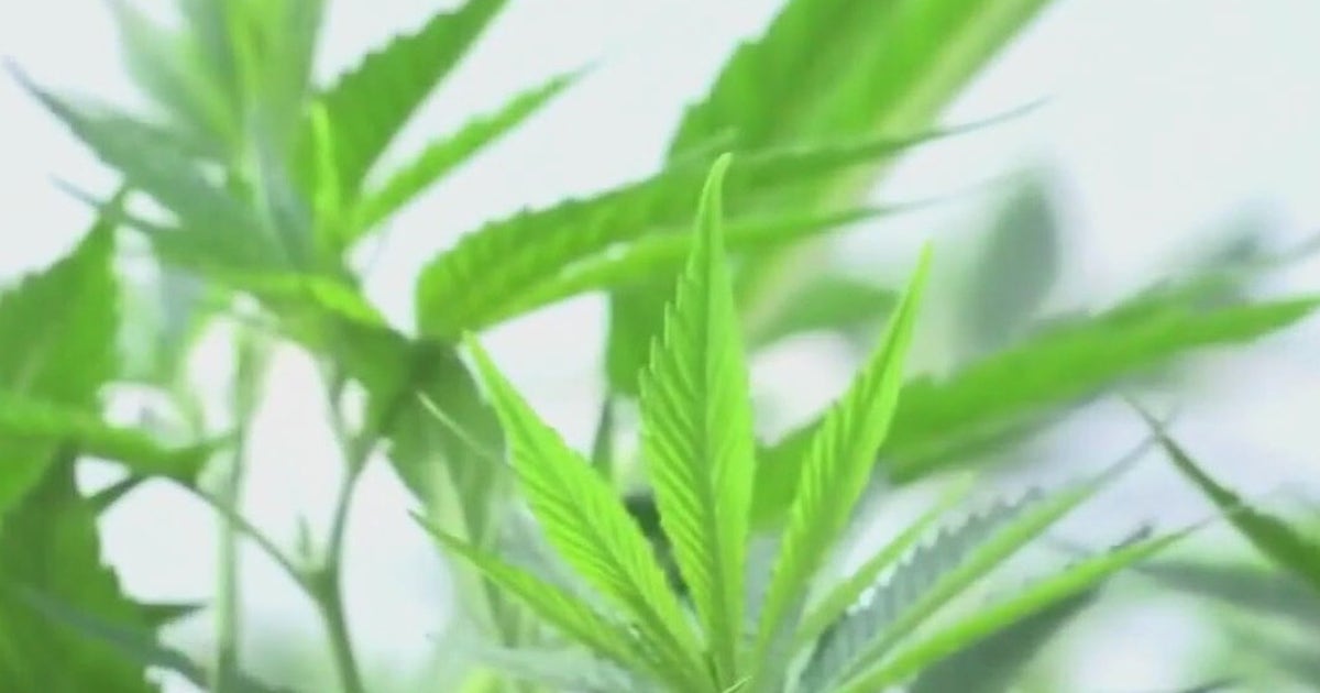 Marijuana decriminalization: Nonprofit speaks out after city council ...