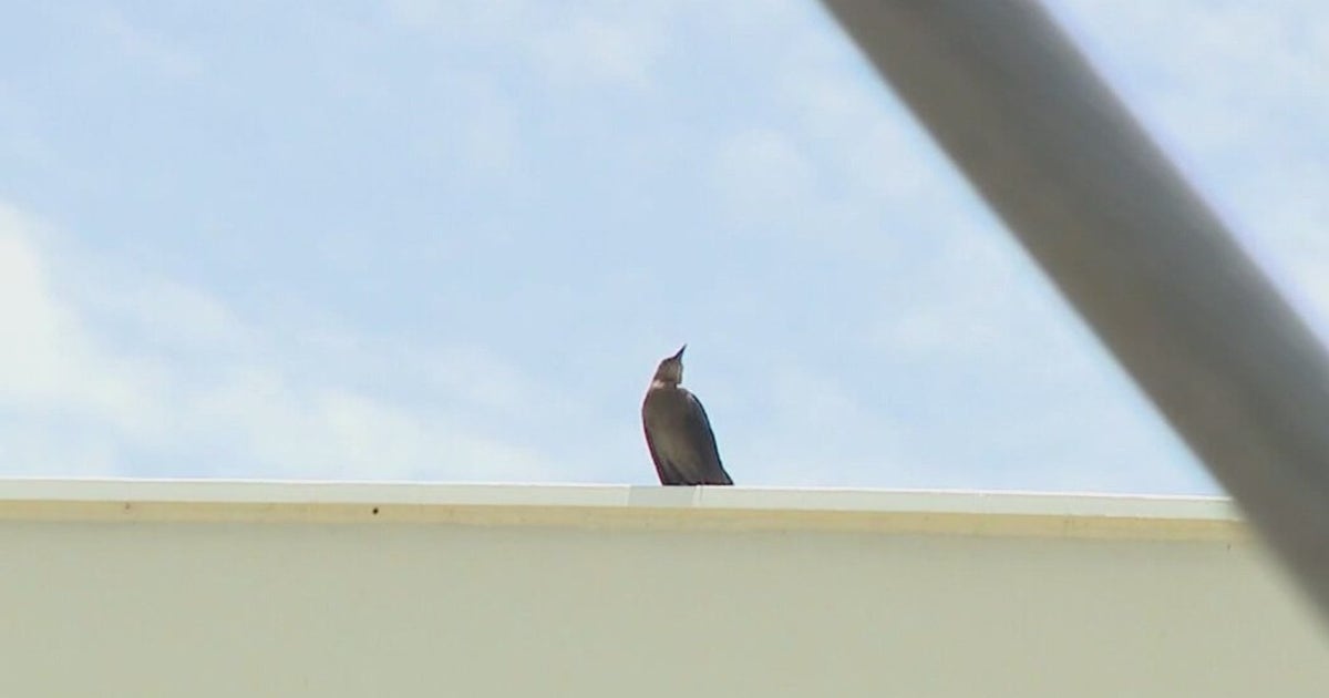 Bird-friendly buildings: Austin looking at improving designs, codes ...