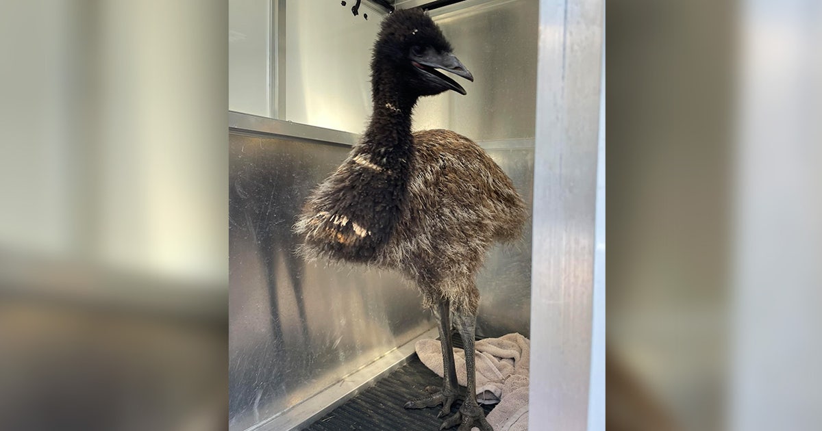 Emu found in Leander reunited with owner | FOX 7 Austin