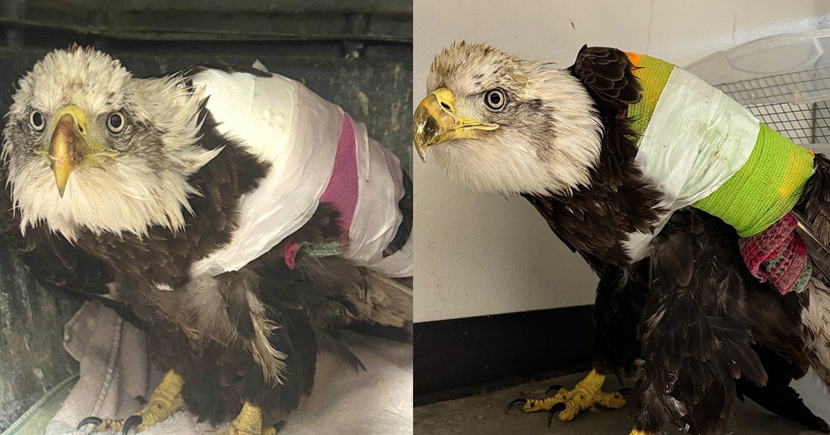Bald eagle with broken wing to recover at Austin Wildlife Rescue | FOX ...