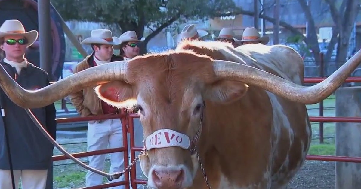 Texas Longhorns mascot Bevo celebrates his 10th birthday | FOX 7 Austin