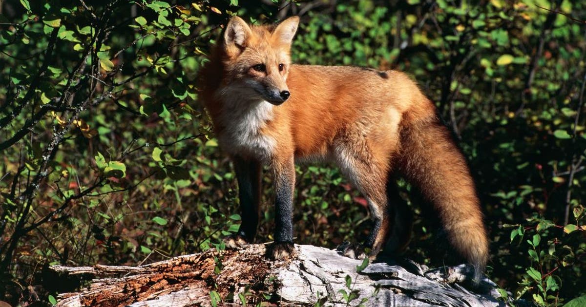 Fox attacks people on San Marcos trails, says city | FOX 7 Austin