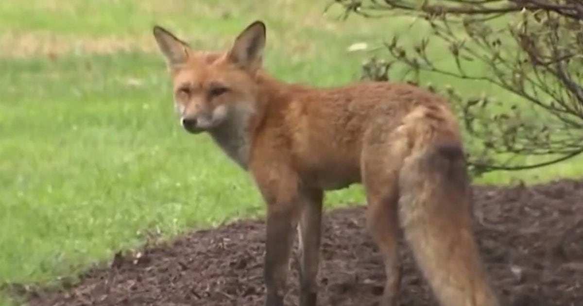 Austin physician speaks on how to treat rabies amid recent fox attacks ...